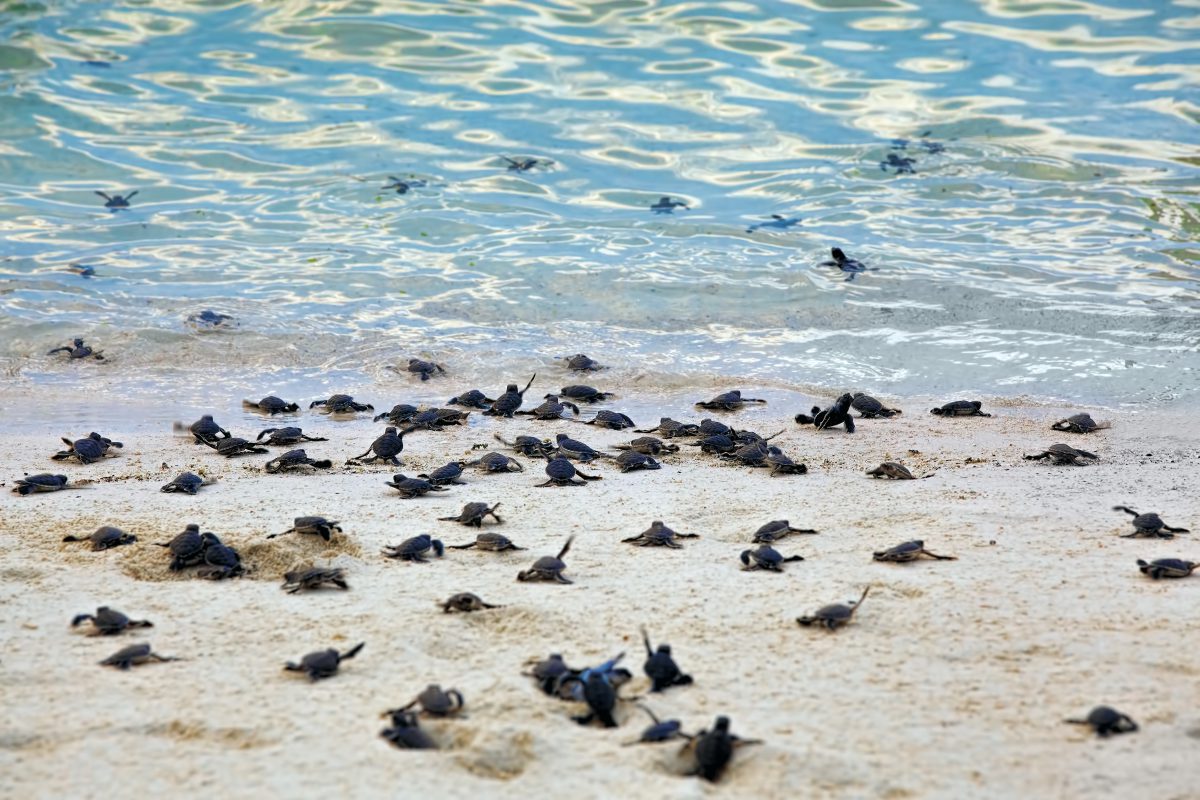 Help Release Sea Turtles at These Mexico Resorts - InMexico
