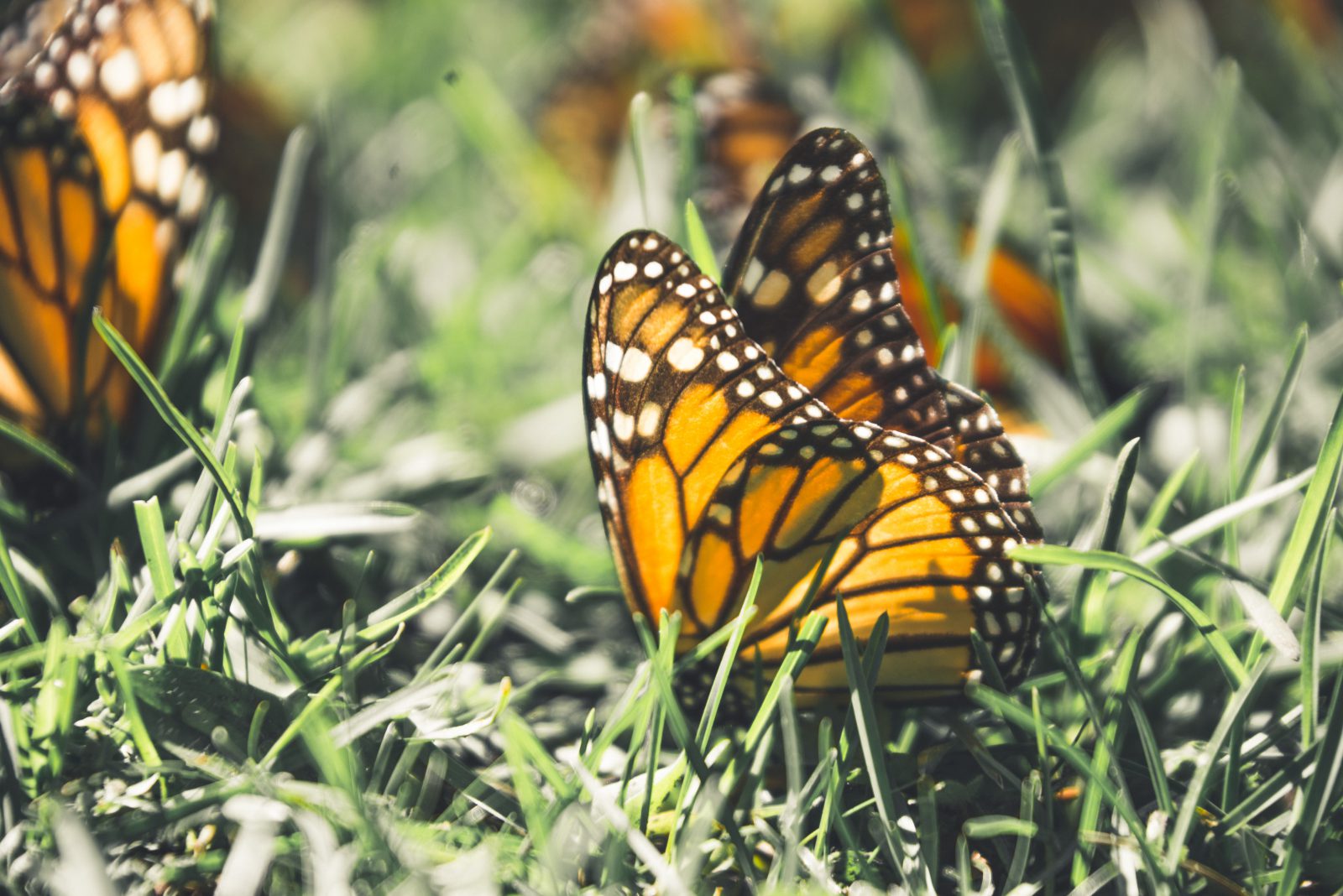 Experience Mexico’s Monarch Butterfly Migration - InMexico