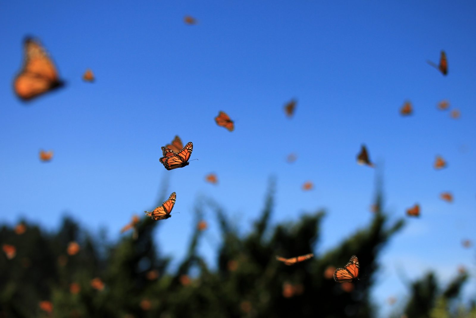 Experience Mexico’s Monarch Butterfly Migration - InMexico