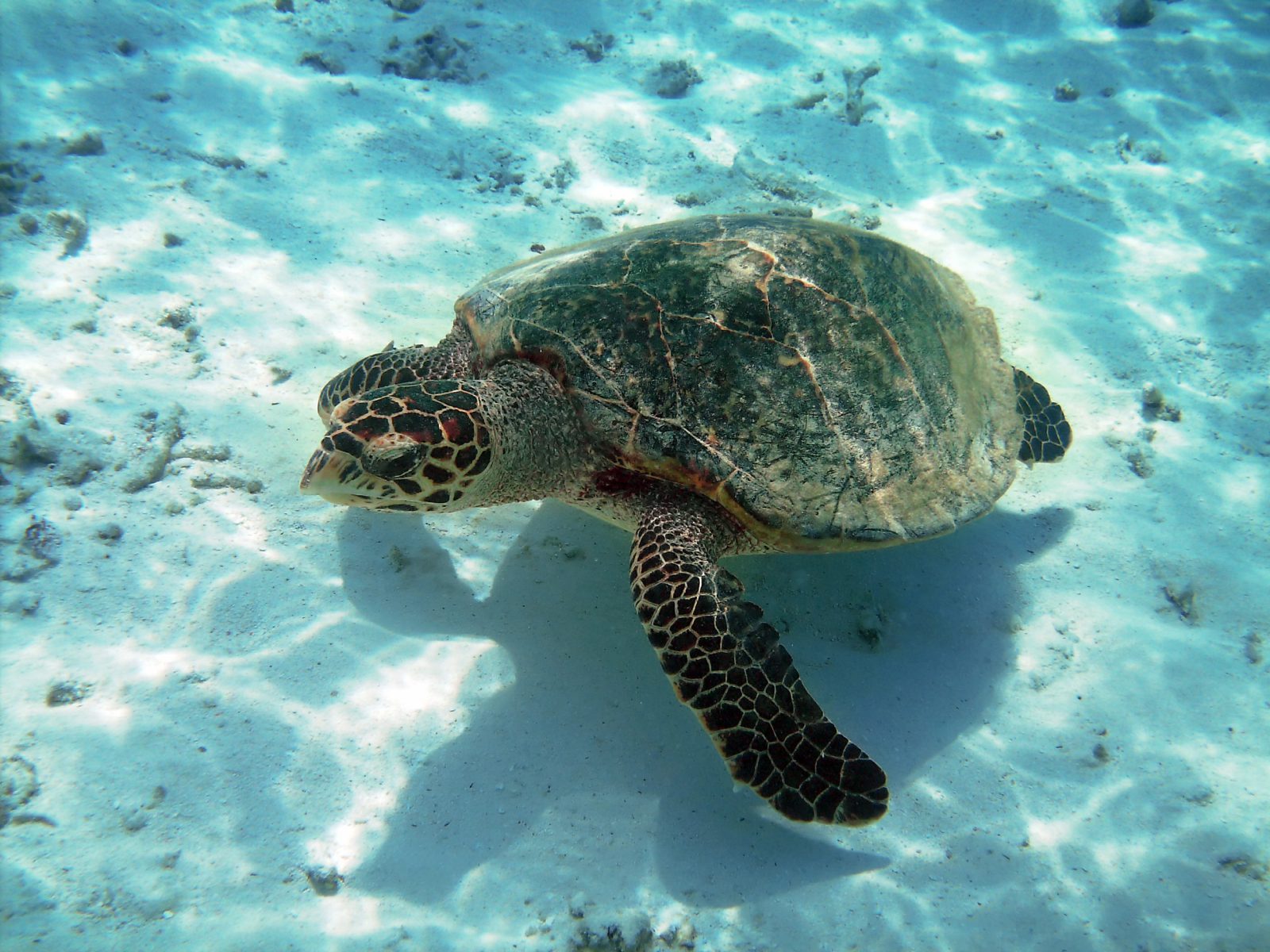 How to Help Save the Turtles in the Mexican Caribbean - InMexico