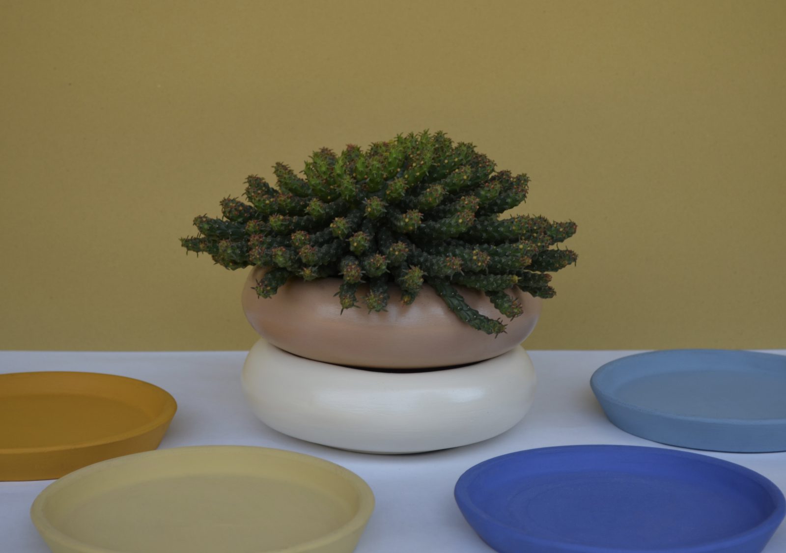 Mabayo: The Colors of Joy - InMexico