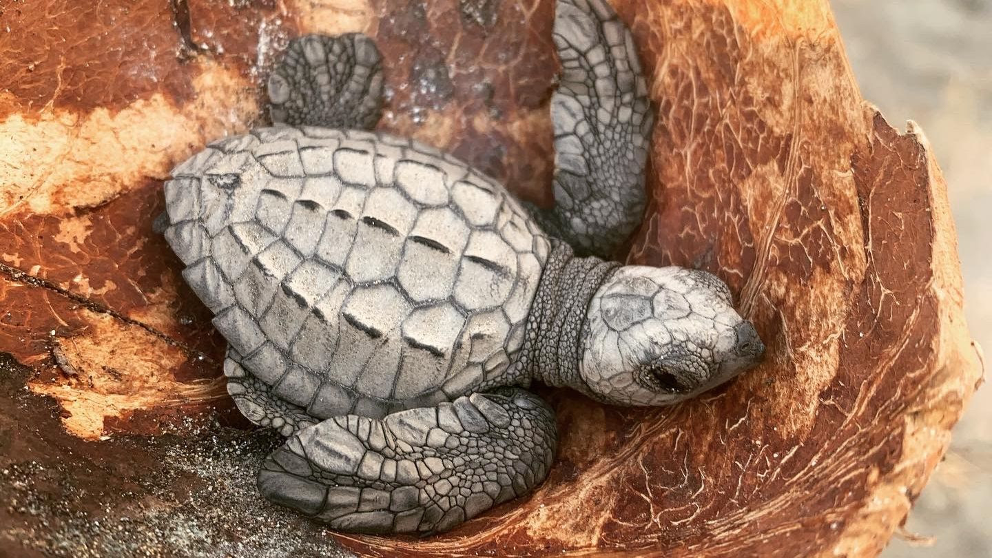 Marriott International Continues to Support Sea Turtle Conservation ...